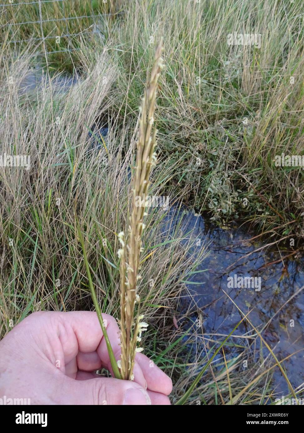 common cordgrass (Sporobolus anglicus) Plantae Stock Photo - Alamy