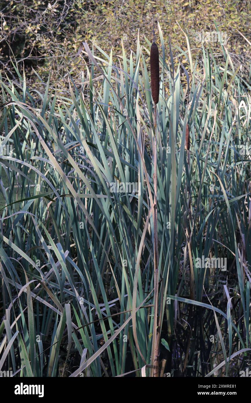 broadleaf cattail (Typha latifolia) Plantae Stock Photo - Alamy