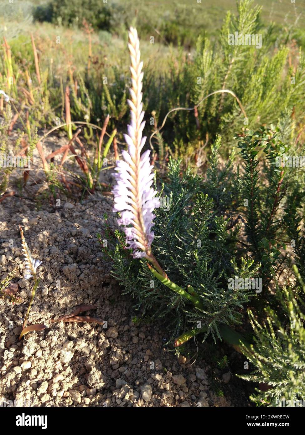 Combirises (Micranthus) Plantae Stock Photo - Alamy