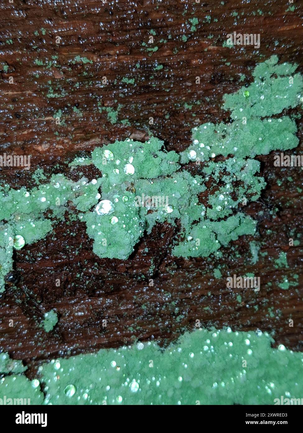 Fluffy Dust Lichen (Lepraria finkii) Fungi Stock Photo - Alamy