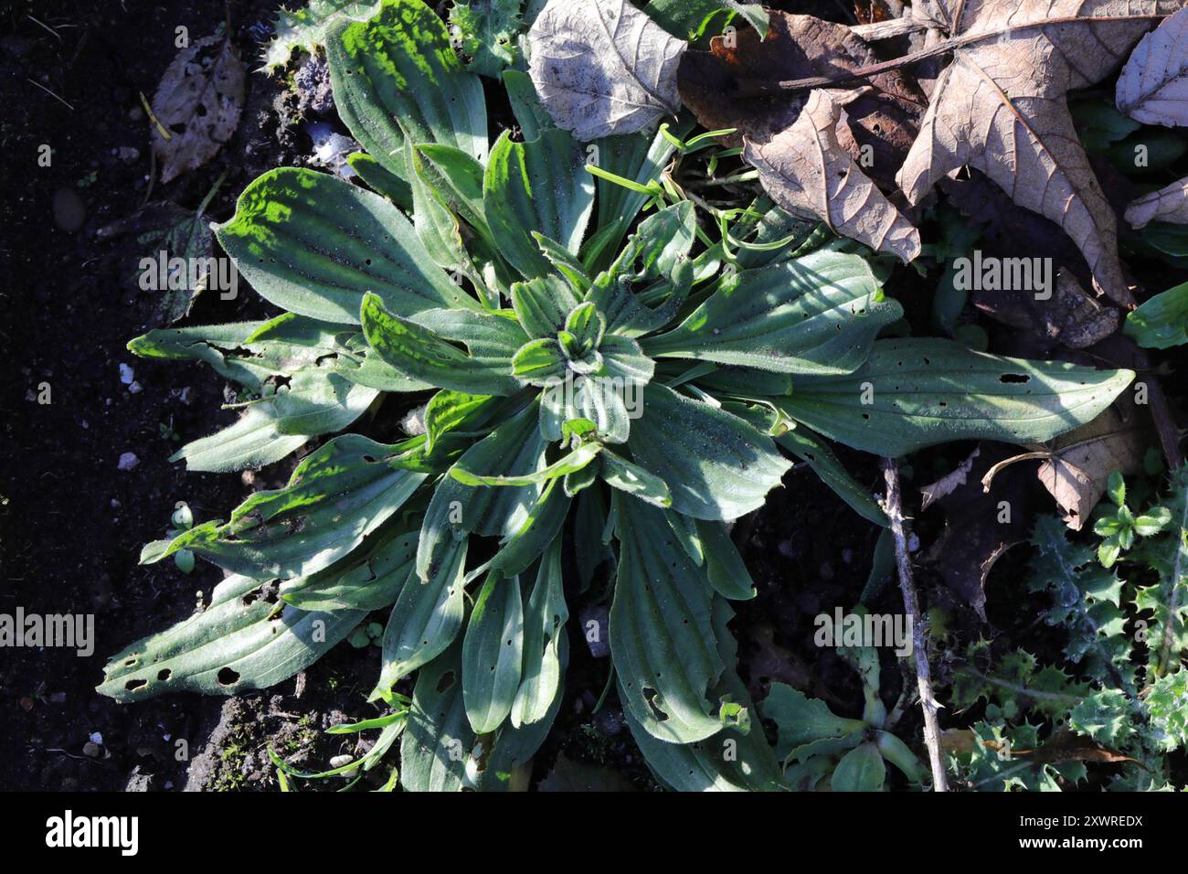 ribwort plantain (Plantago lanceolata) Plantae Stock Photo - Alamy