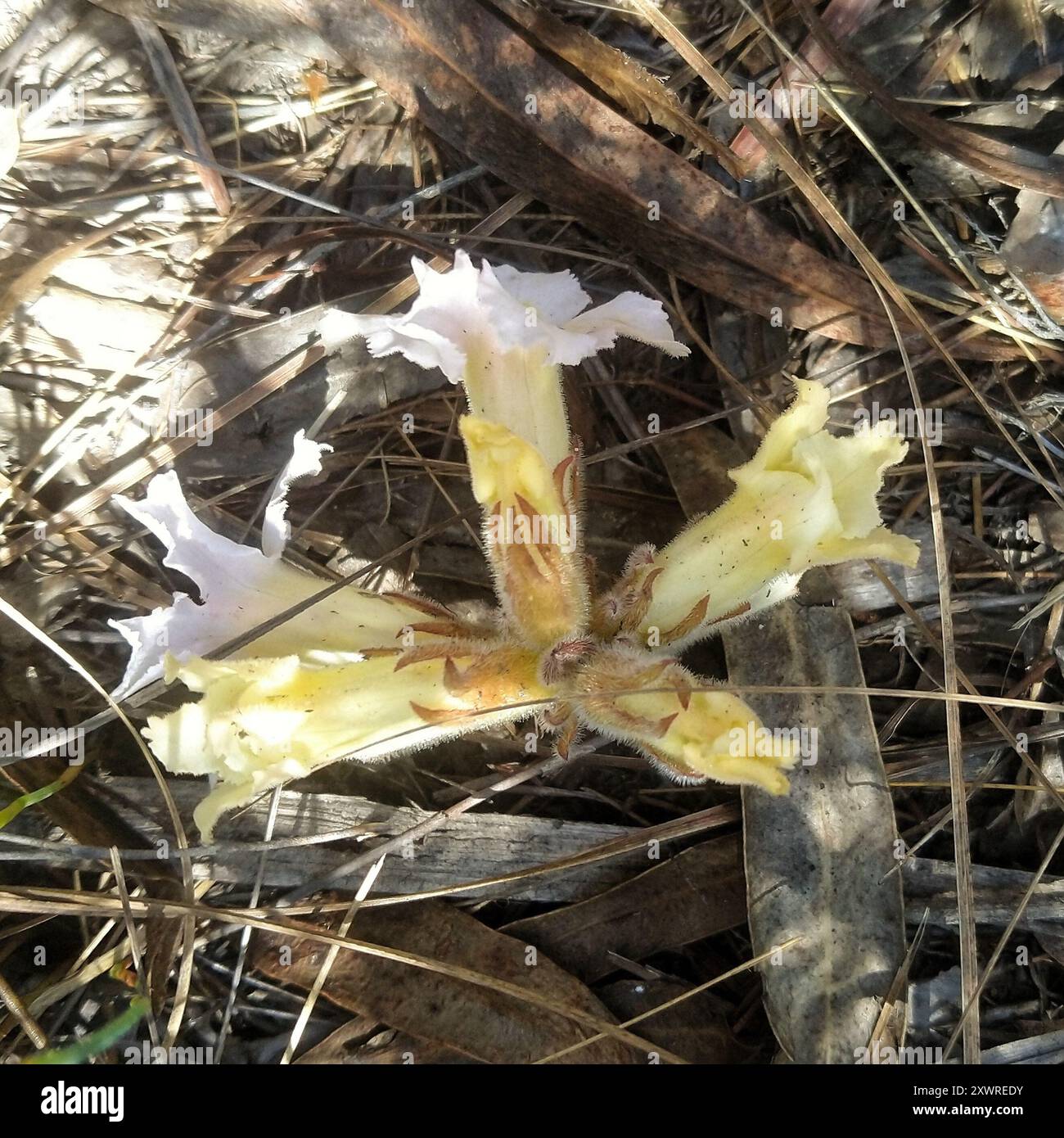 Purple Inkflower (Harveya purpurea) Plantae Stock Photo - Alamy