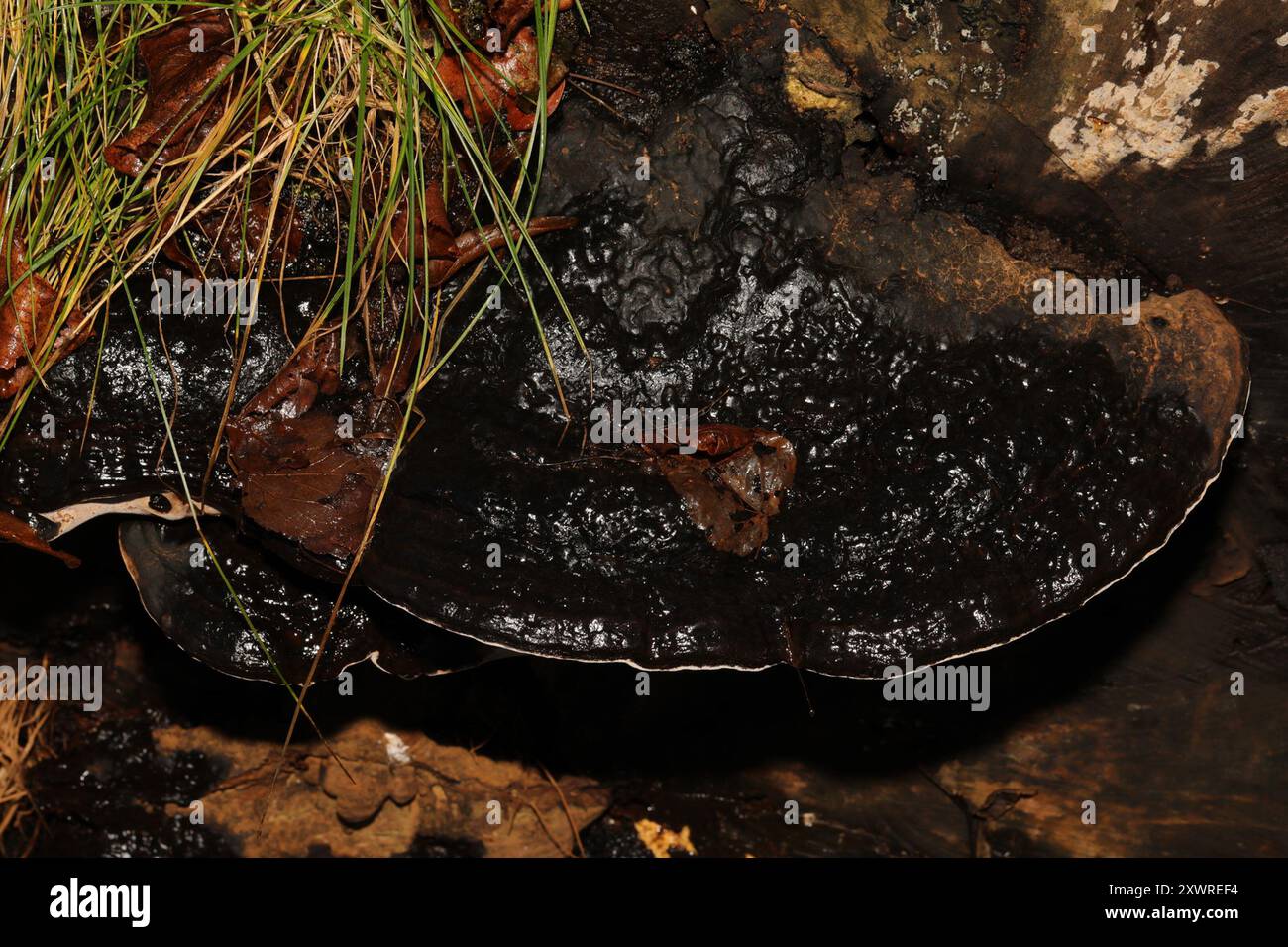 Willow Bracket (Phellinus igniarius) Fungi Stock Photo - Alamy