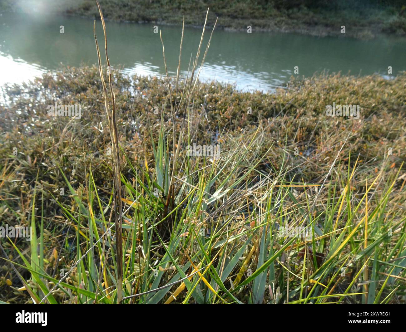 common cordgrass (Sporobolus anglicus) Plantae Stock Photo - Alamy