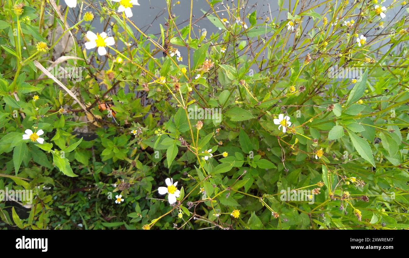 White beggarticks (Bidens alba) Plantae Stock Photo - Alamy