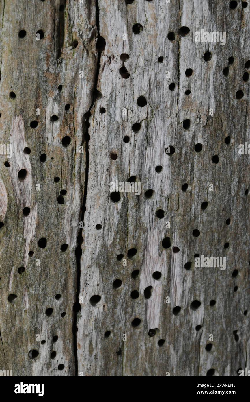 Deathwatch, Spider, and Wood-borer Beetles (Ptinidae) Insecta Stock ...