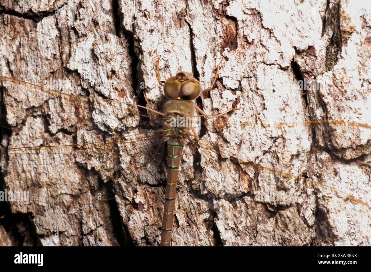 Twilight Darner (Gynacantha nervosa) Insecta Stock Photo - Alamy