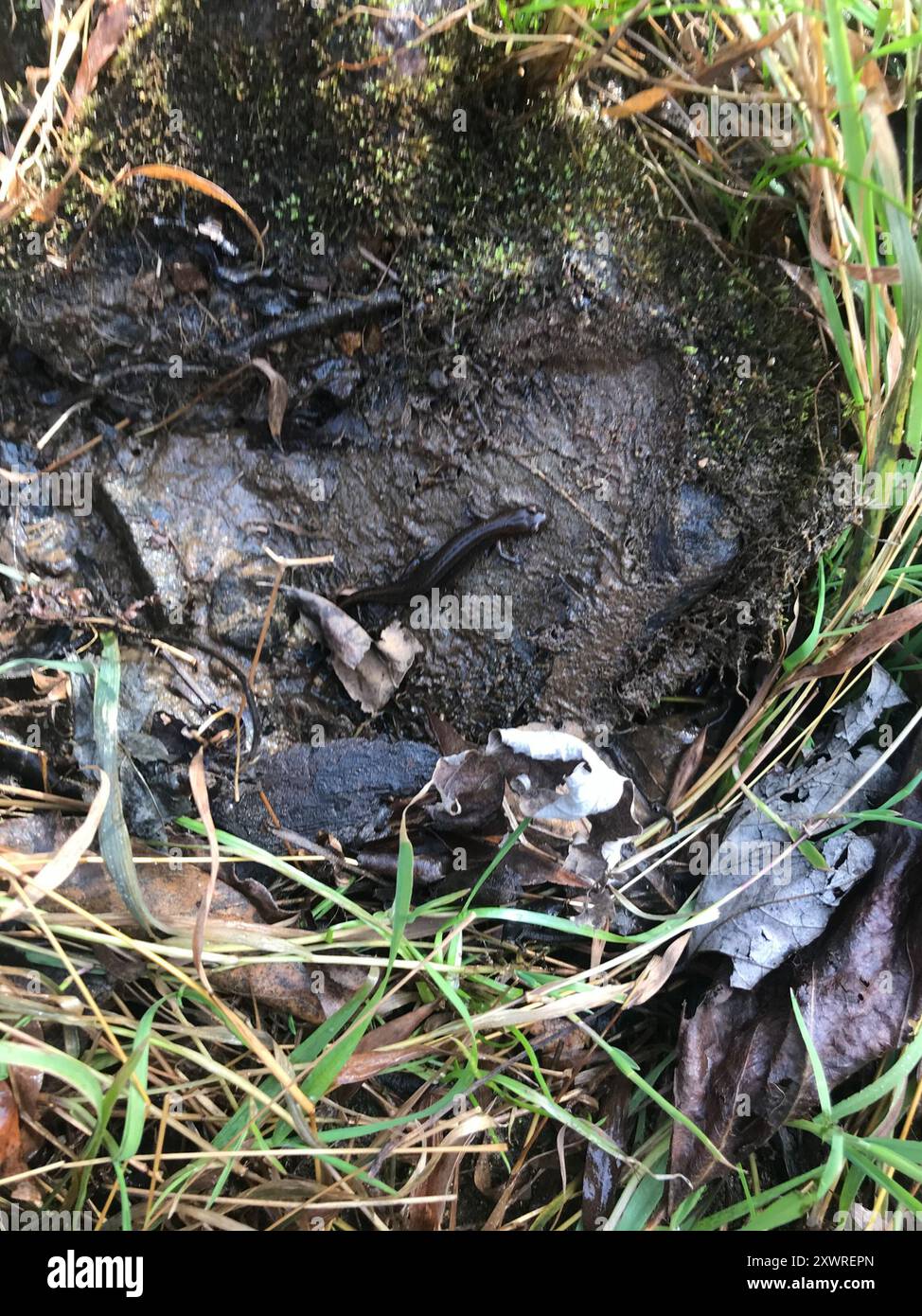 Northern Two-lined Salamander (Eurycea bislineata) Amphibia Stock Photo ...