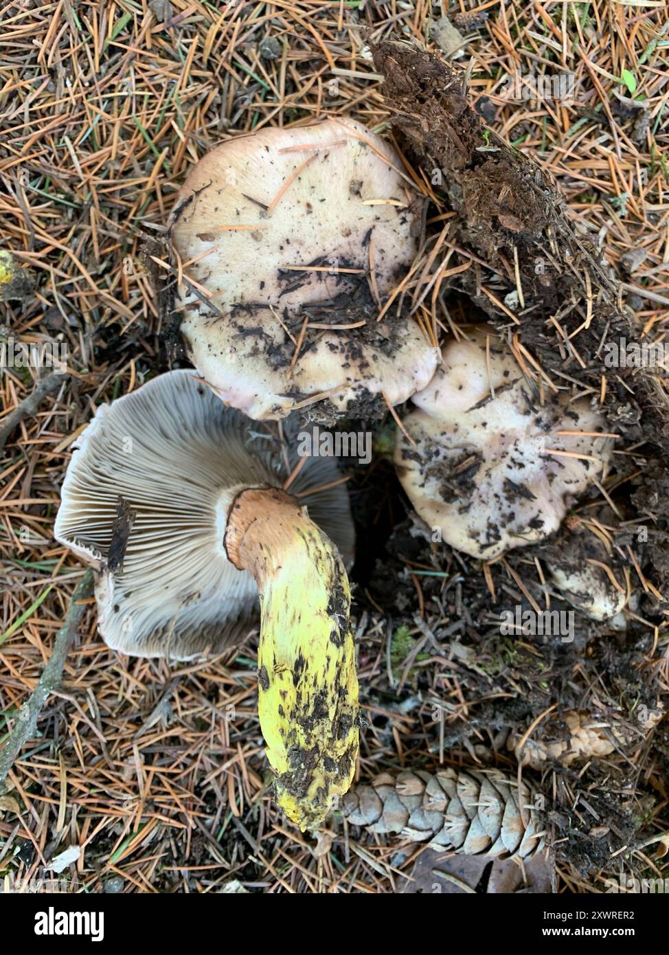 Blackening Slime Spike (Gomphidius oregonensis) Fungi Stock Photo - Alamy