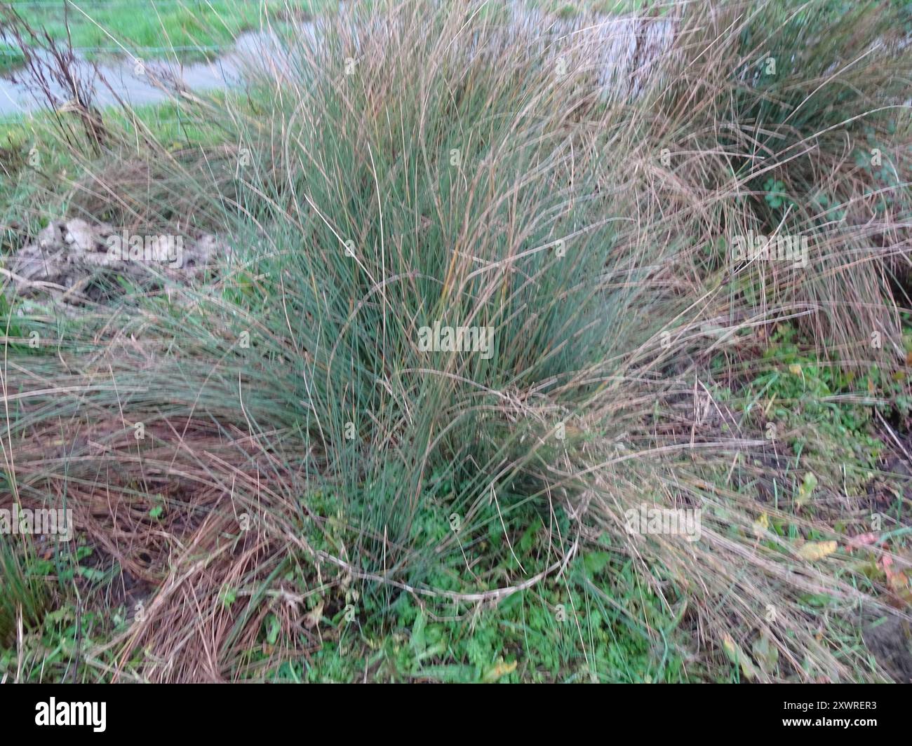 Hard Rush (Juncus inflexus) Plantae Stock Photo - Alamy