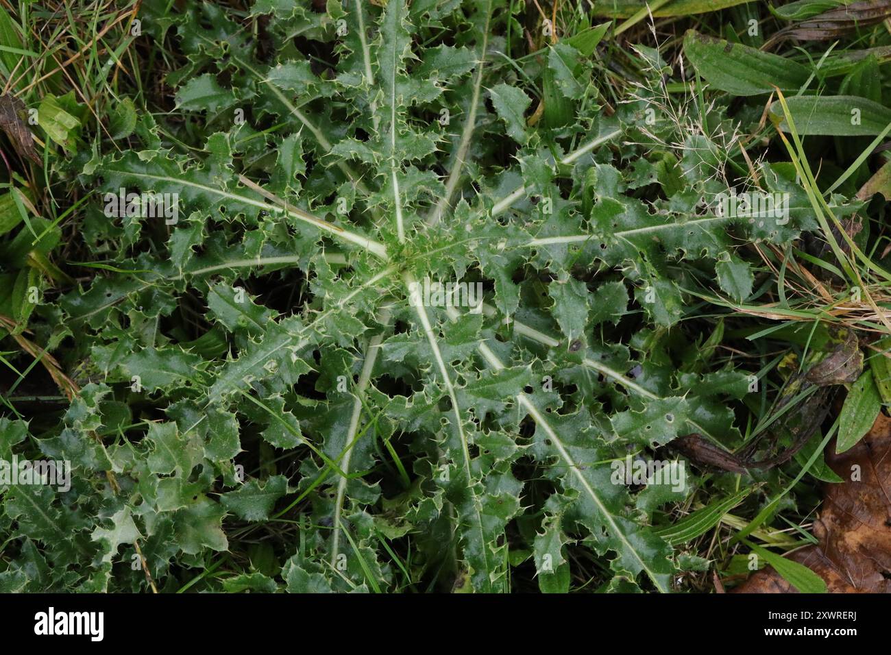 creeping thistle (Cirsium arvense) Plantae Stock Photo - Alamy