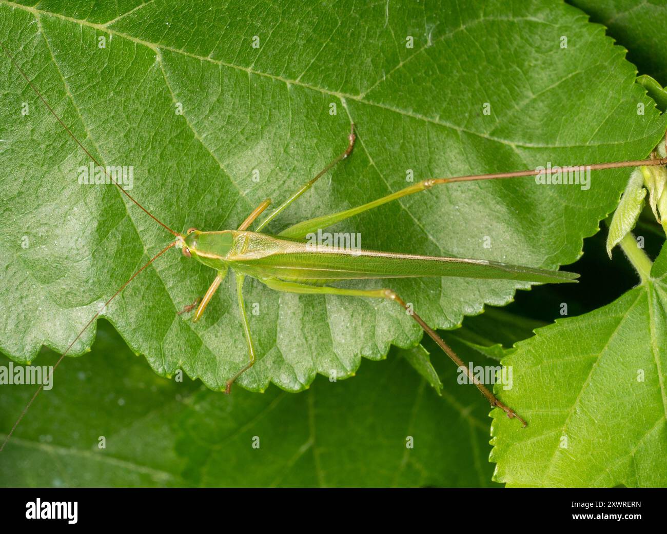 Mexican Bush Katydid (Scudderia mexicana) Insecta Stock Photo - Alamy