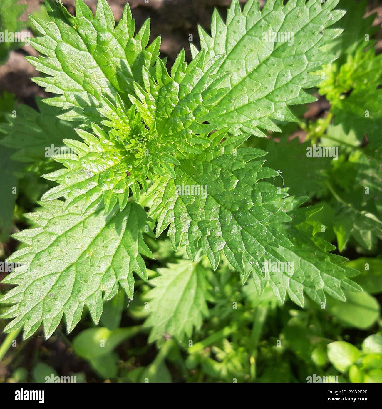 Dwarf Nettle (Urtica urens) Plantae Stock Photo - Alamy