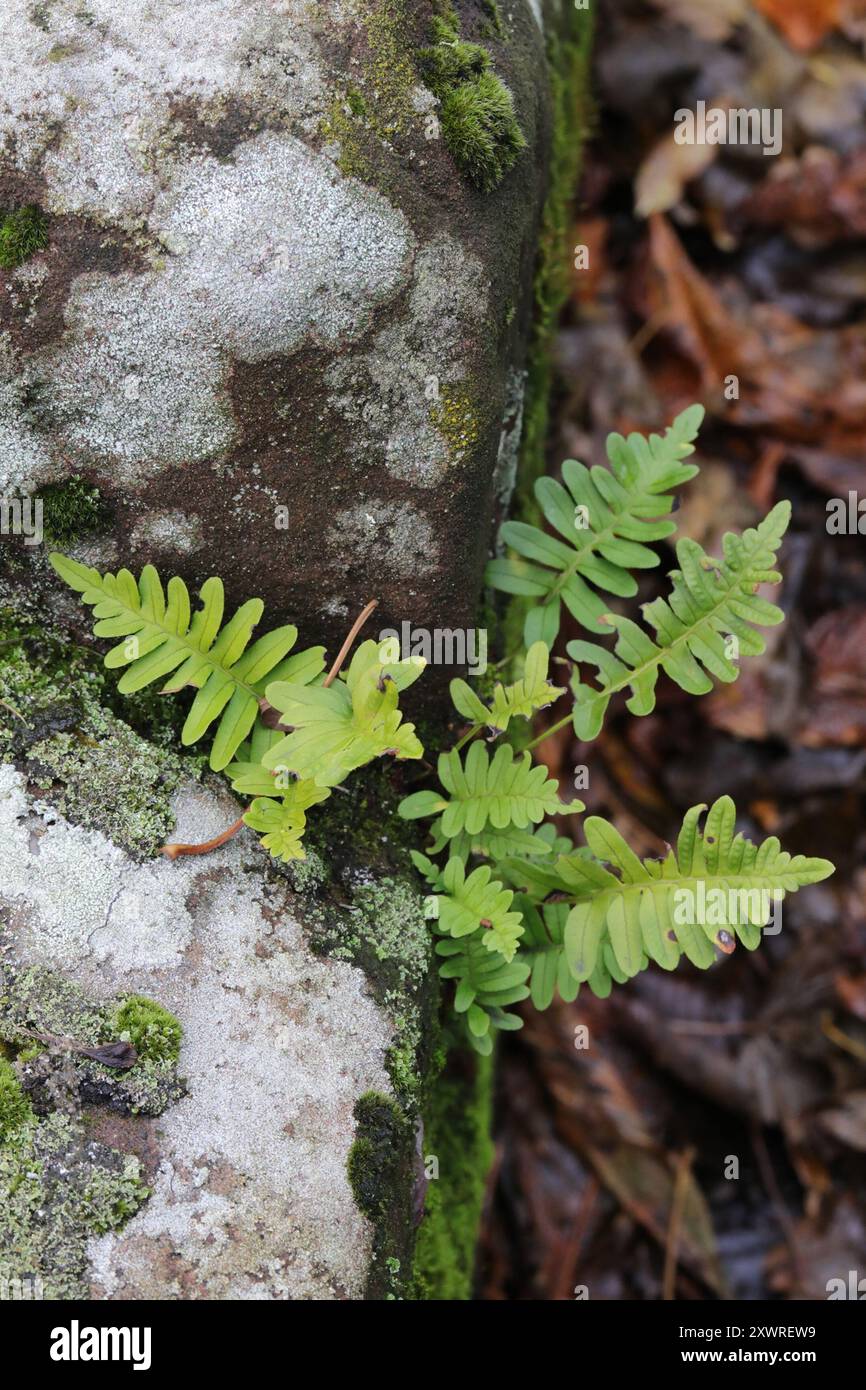common polypody (Polypodium vulgare) Plantae Stock Photo - Alamy