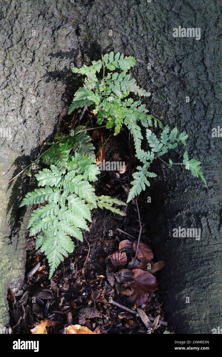 wood ferns (Dryopteris) Plantae Stock Photo - Alamy