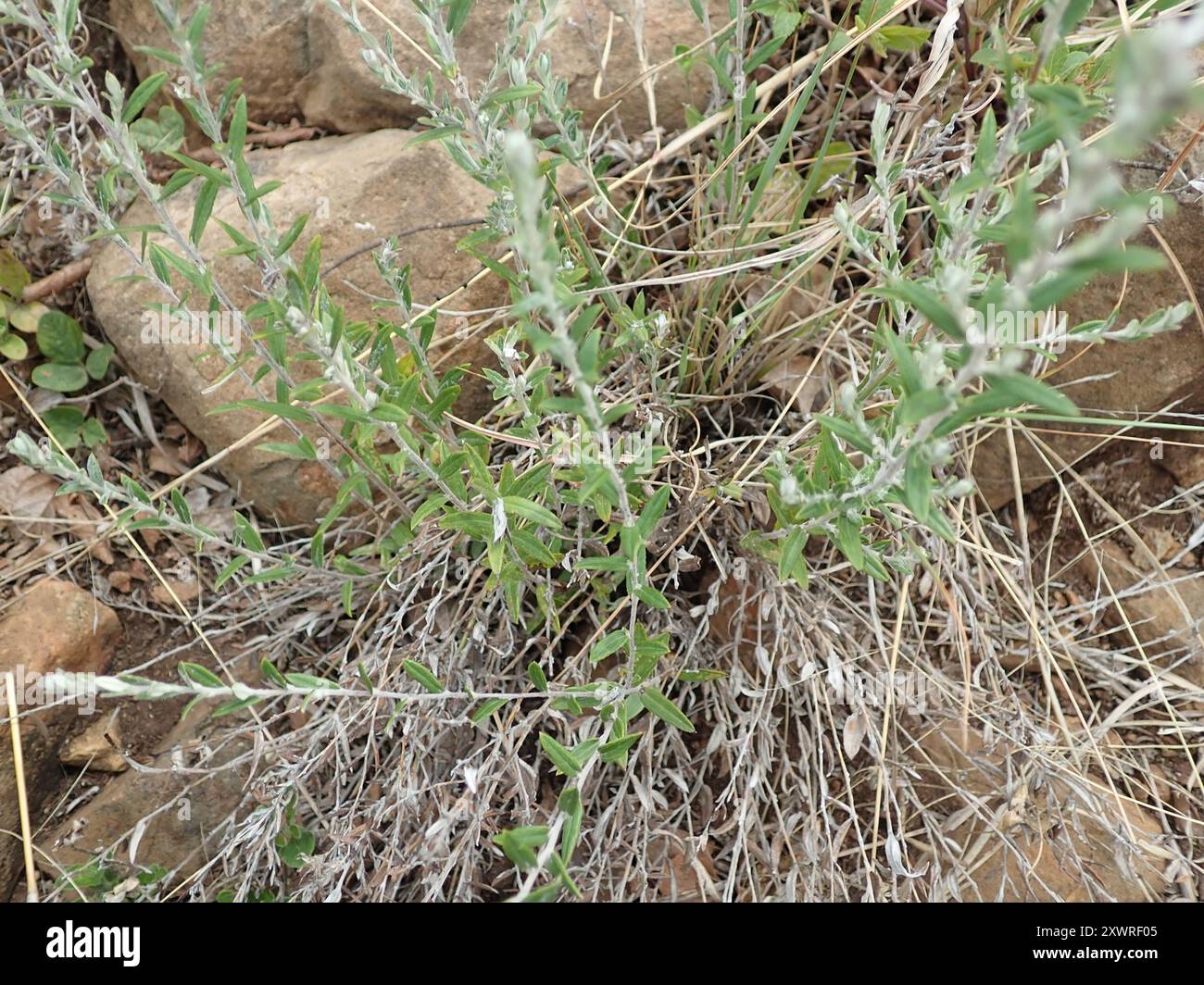 Bushman Tea (Athrixia phylicoides) Plantae Stock Photo - Alamy