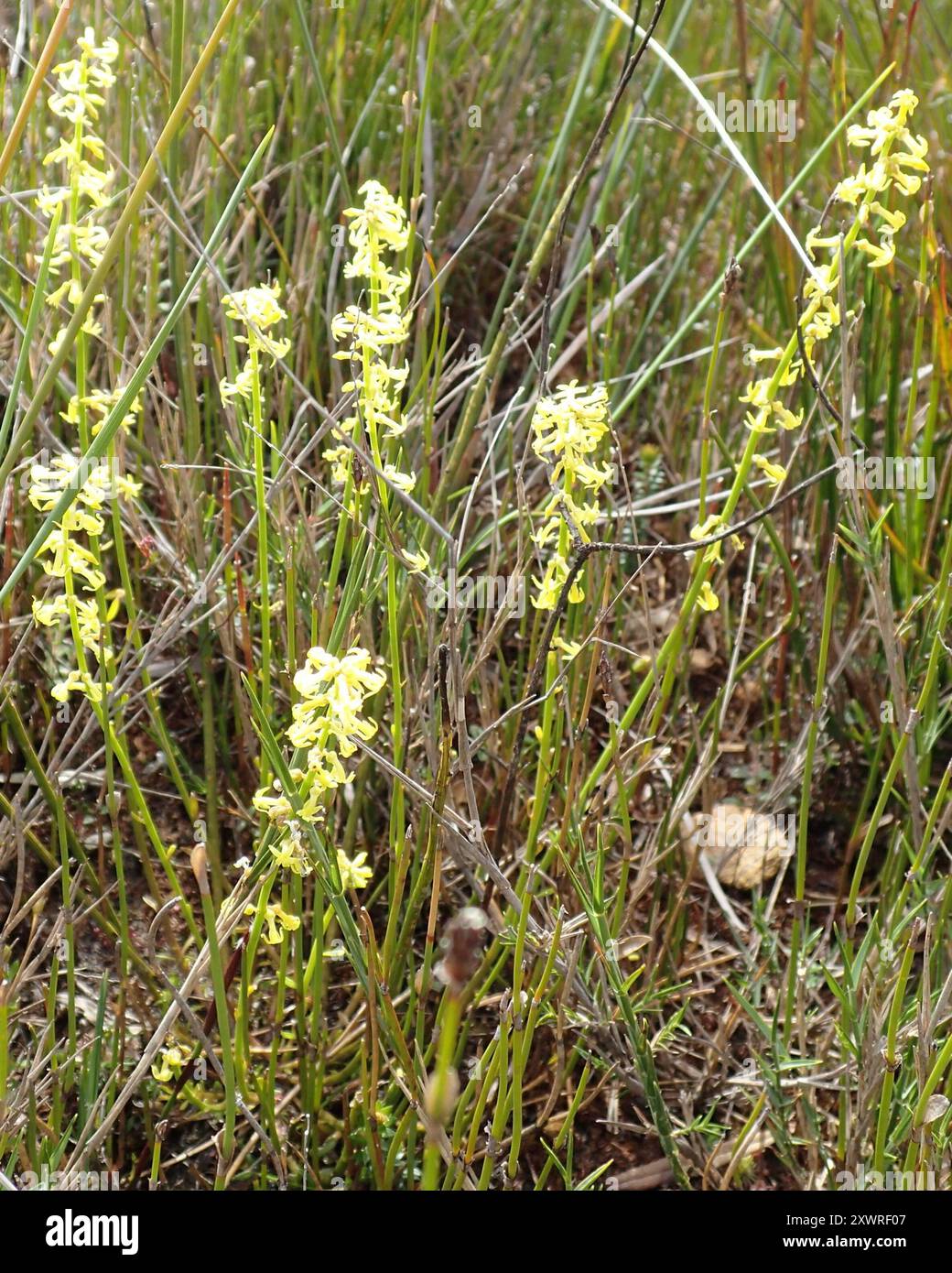 Yellow Stackhousia (Stackhousia viminea) Plantae Stock Photo - Alamy