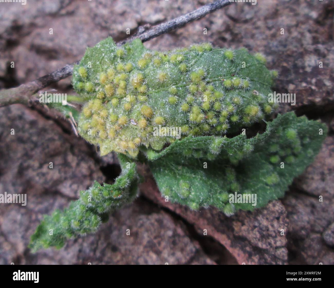 Hibiscus micranthus hi-res stock photography and images - Alamy