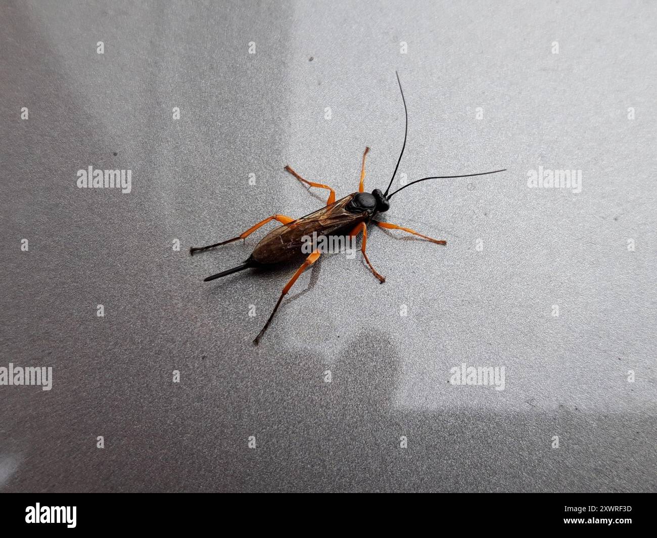 Pimpla rufipes hi-res stock photography and images - Alamy