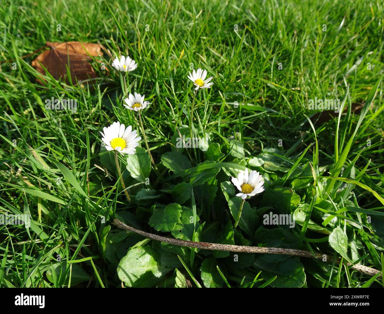 Lawn daisy (Bellis perennis) Plantae Stock Photo - Alamy