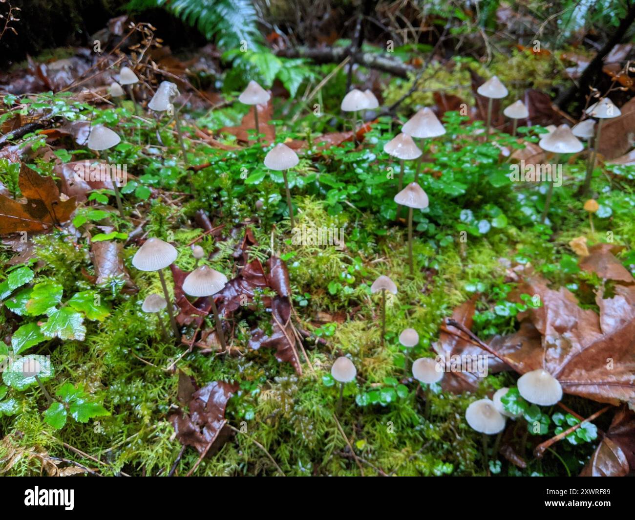 common bonnet (Mycena galericulata) Fungi Stock Photo - Alamy