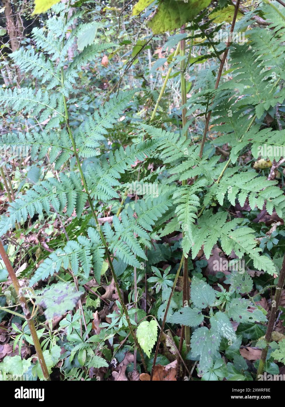 spinulose wood fern (Dryopteris carthusiana) Plantae Stock Photo - Alamy