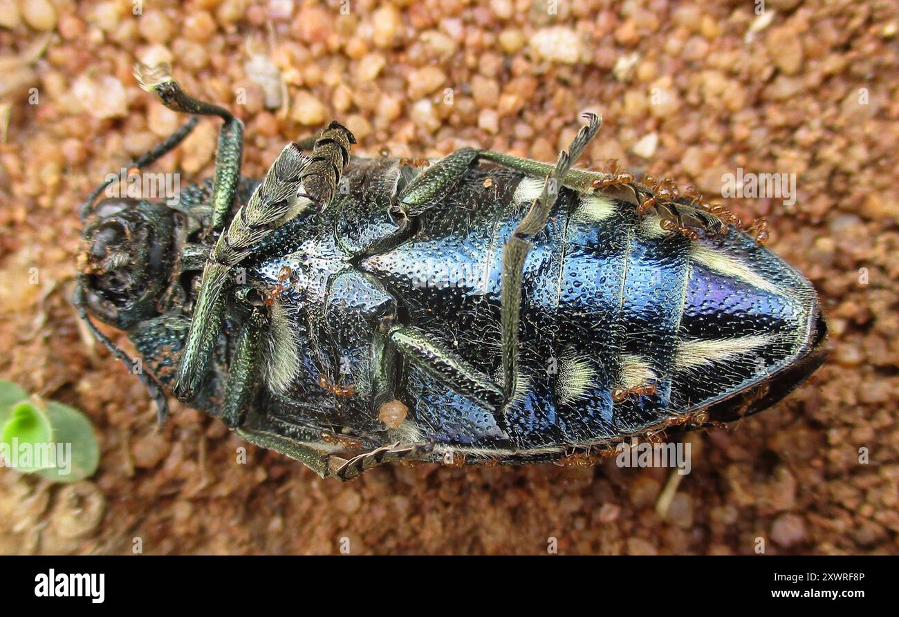 Yellow Fire Ant (Solenopsis punctaticeps) Insecta Stock Photo - Alamy