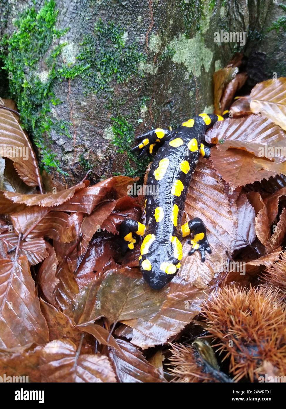 Fire Salamander (Salamandra salamandra) Amphibia Stock Photo - Alamy