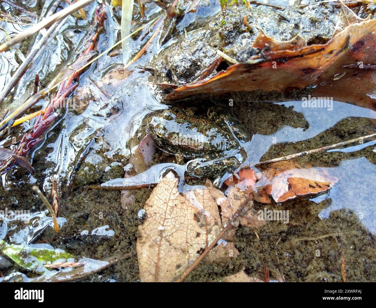 Foothill Yellow-legged Frog (Rana boylii) Amphibia Stock Photo - Alamy
