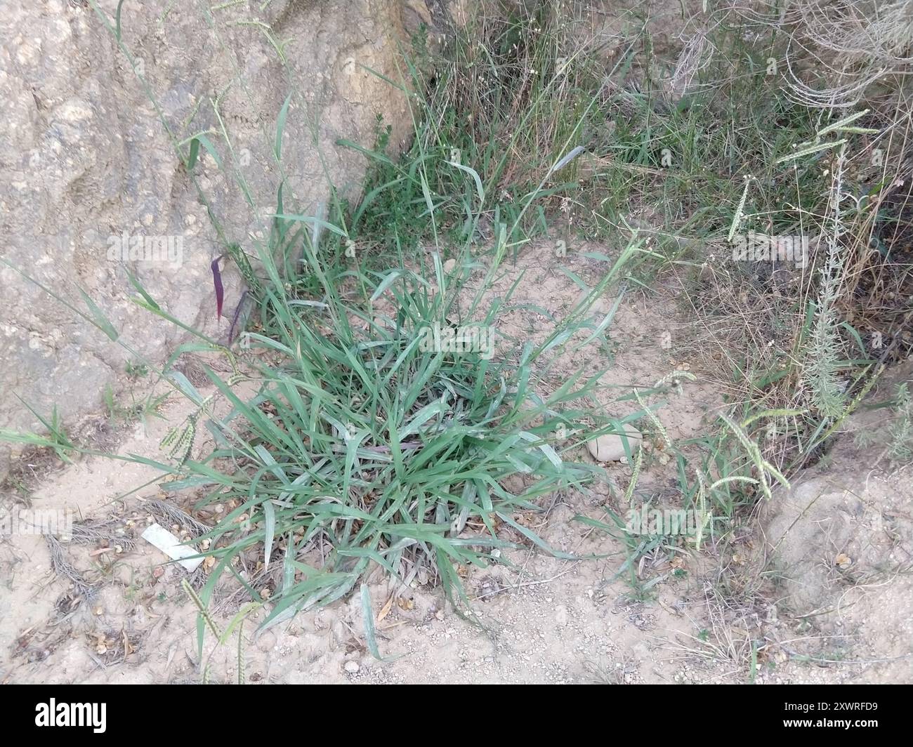 Dallis grass (Paspalum dilatatum) Plantae Stock Photo - Alamy