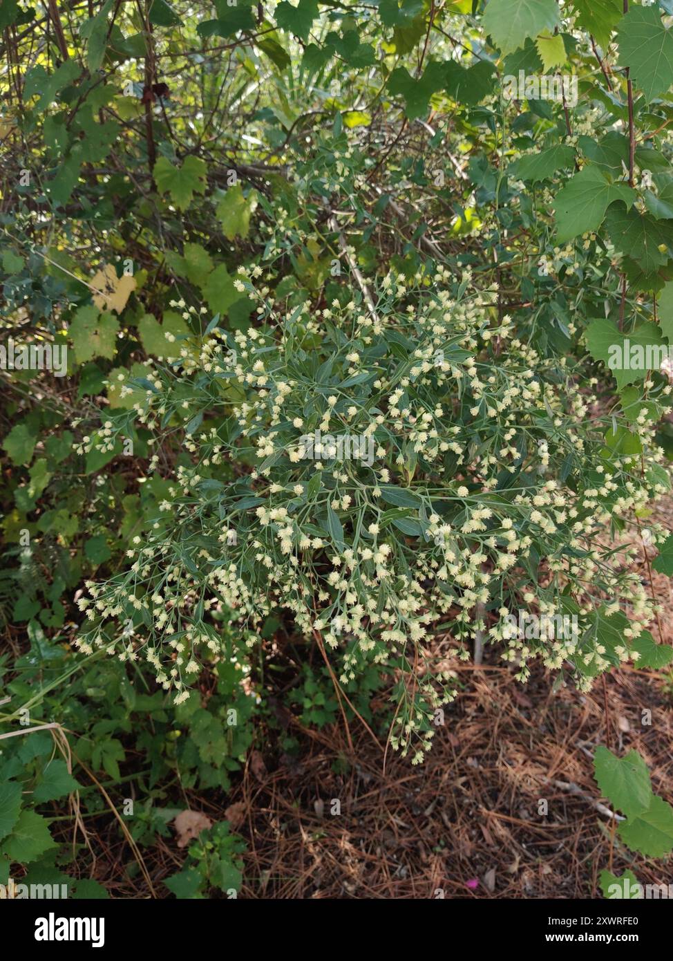 groundsel tree (Baccharis halimifolia) Plantae Stock Photo - Alamy