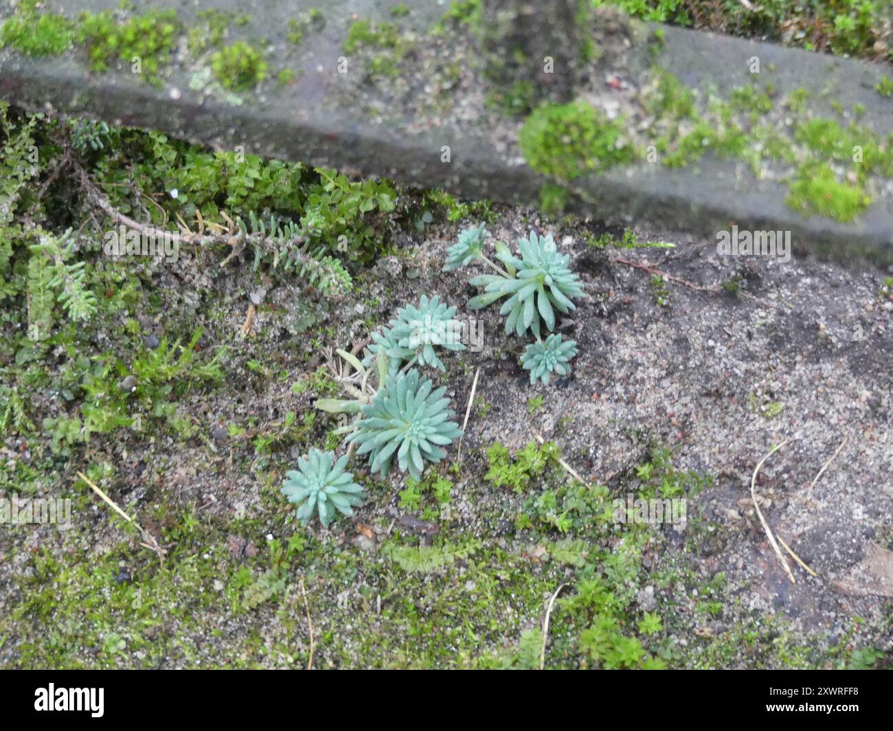 Spanish Stonecrop (Sedum hispanicum) Plantae Stock Photo - Alamy