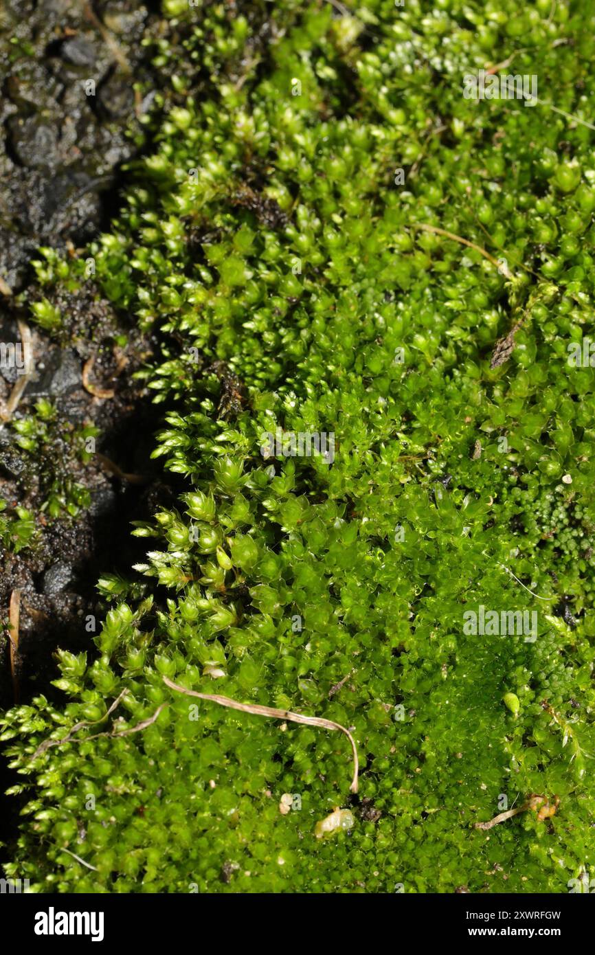 Capillary Thread-moss (Ptychostomum capillare) Plantae Stock Photo - Alamy