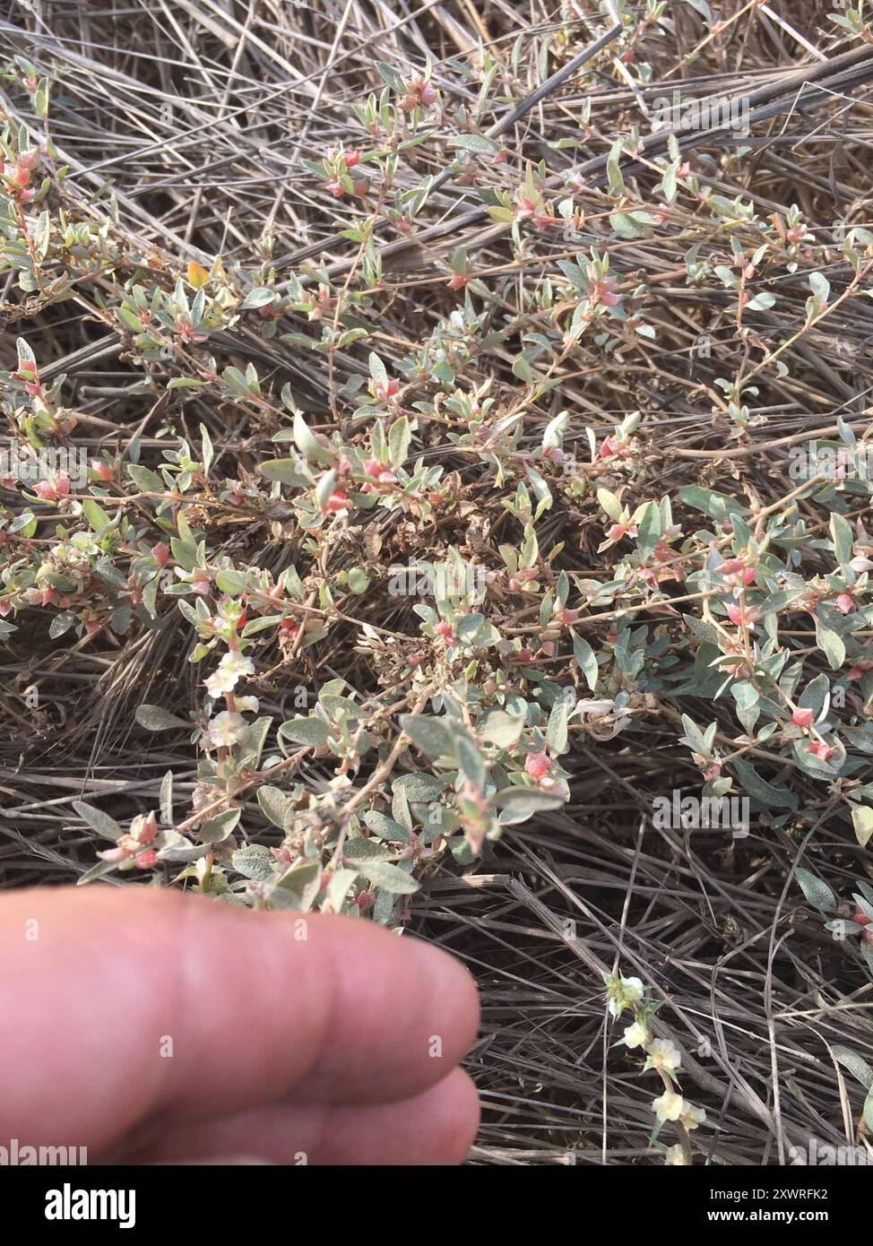 berry saltbush (Atriplex semibaccata) Plantae Stock Photo - Alamy