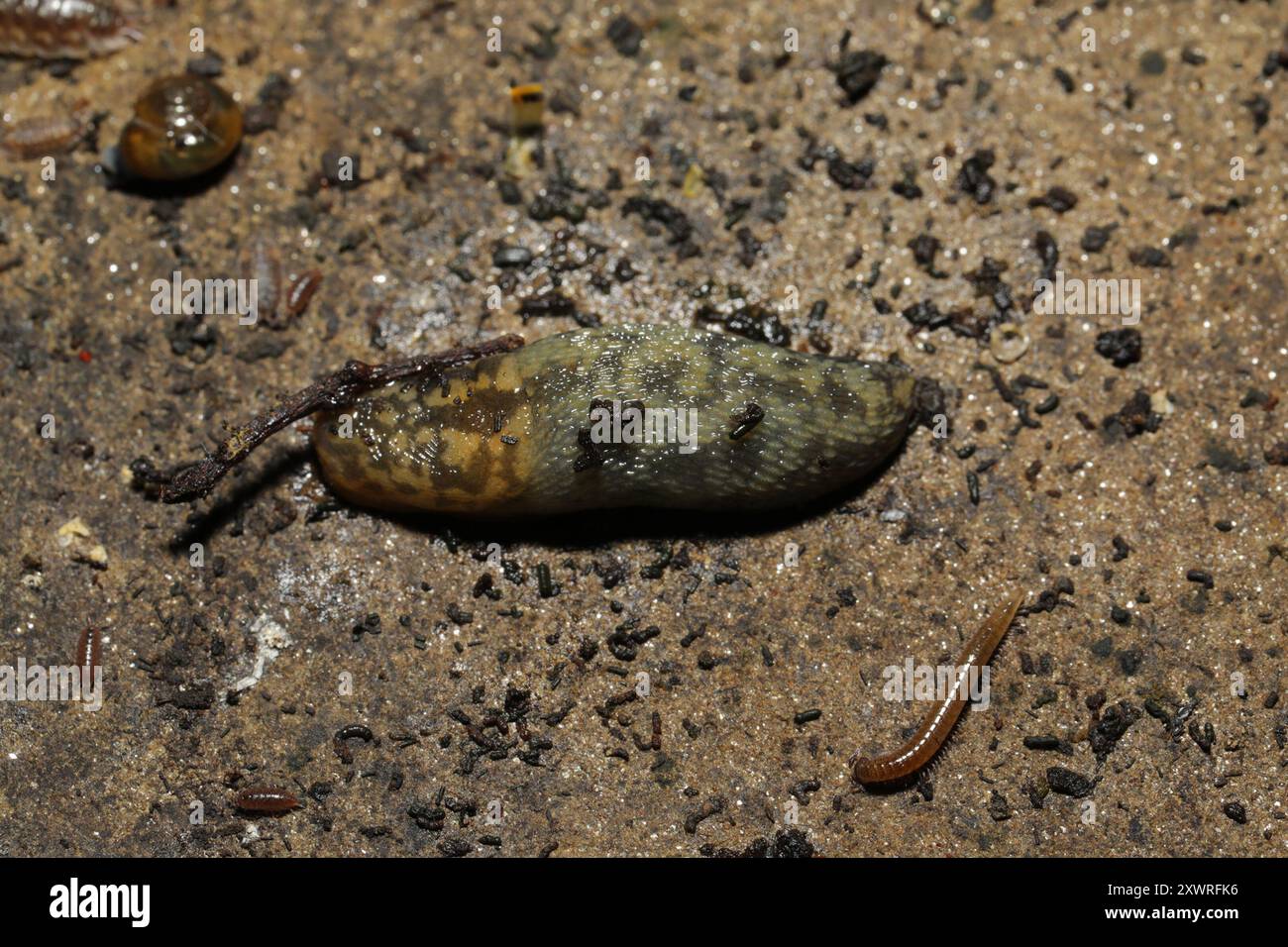 Green Cellar Slug (Limacus maculatus) Mollusca Stock Photo - Alamy