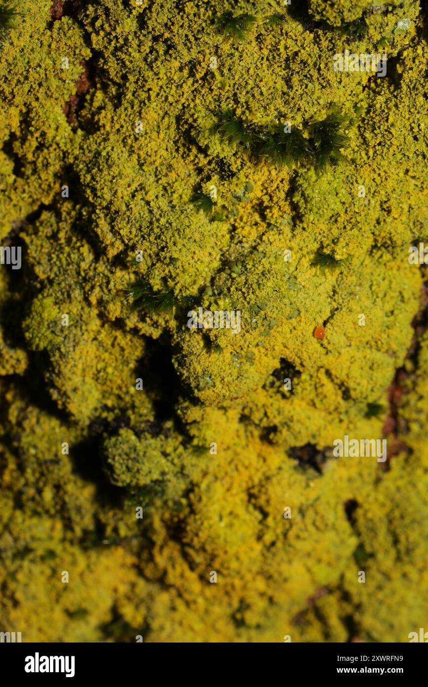 Shrubby Sunburst Lichen (Polycauliona candelaria) Fungi Stock Photo - Alamy