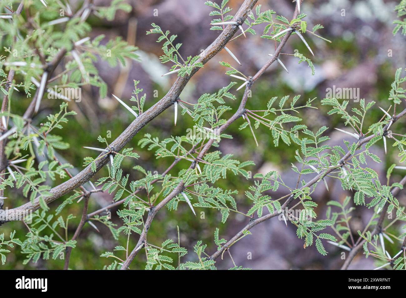 Acacia constricta hi-res stock photography and images - Alamy