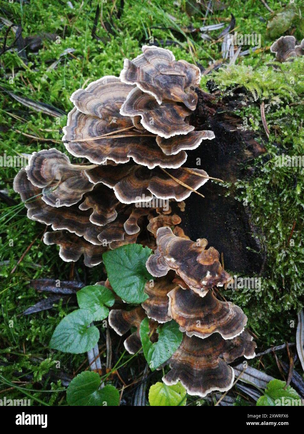 turkey-tail (Trametes versicolor) Fungi Stock Photo - Alamy