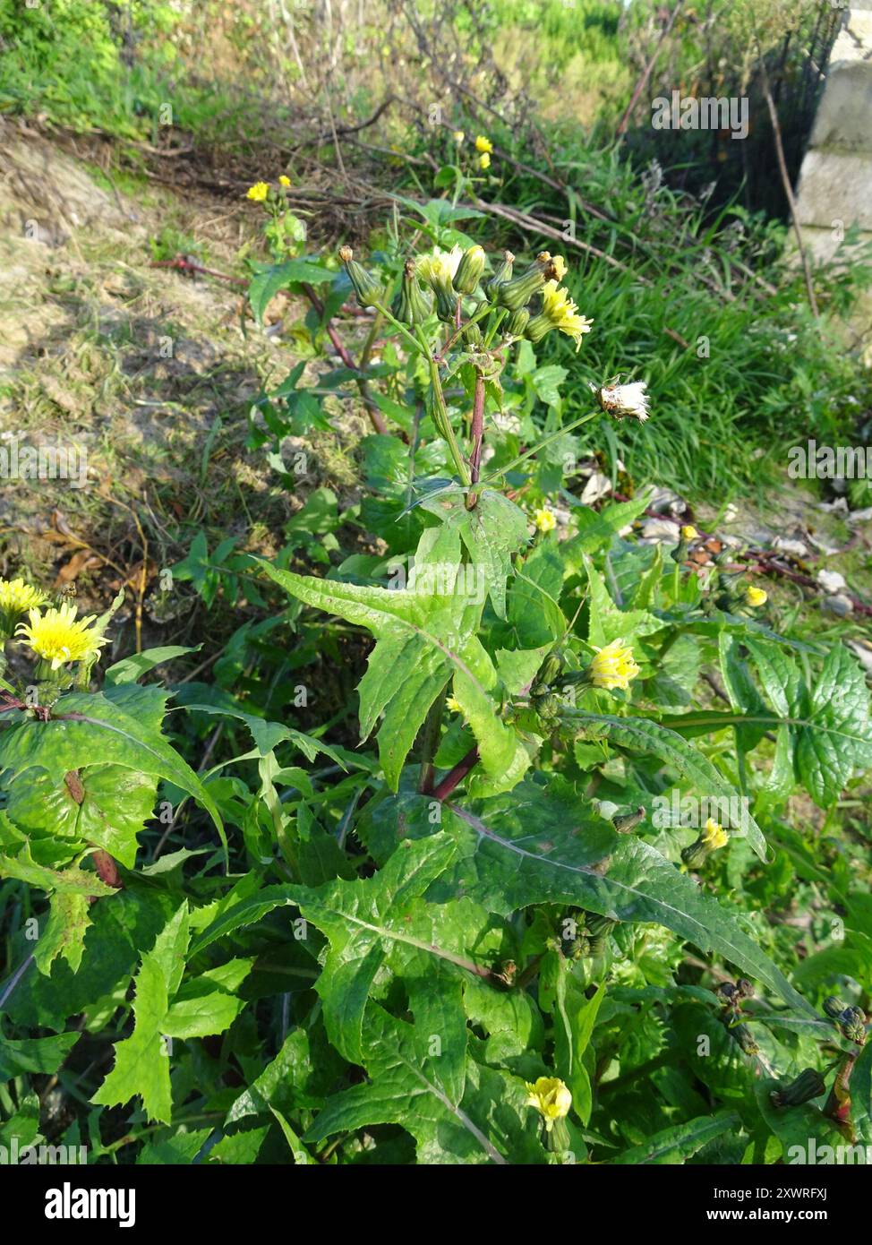 Common Sow-thistle (Sonchus oleraceus) Plantae Stock Photo - Alamy