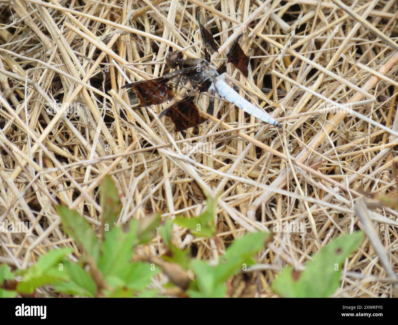 Common Whitetail (Plathemis lydia) Insecta Stock Photo - Alamy