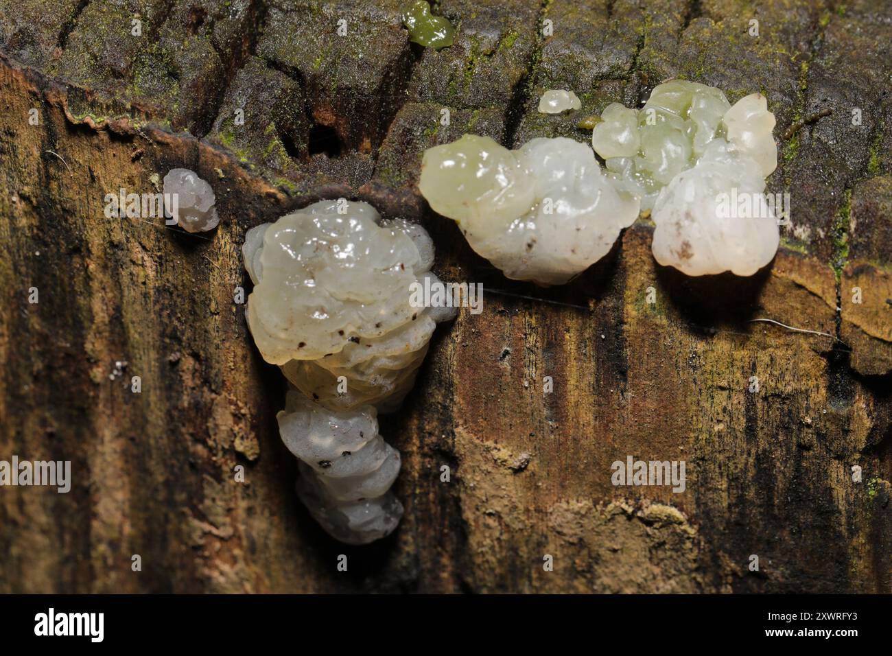 Crystal brain fungi hi-res stock photography and images - Alamy