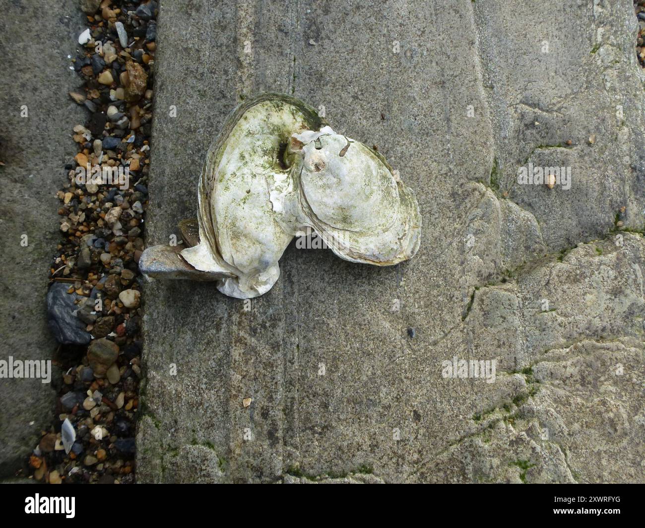 Eastern Oyster (Crassostrea virginica) Mollusca Stock Photo - Alamy