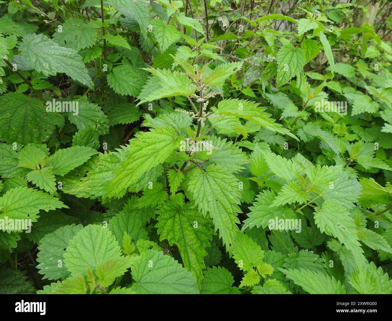 great stinging nettle (Urtica dioica) Plantae Stock Photo - Alamy