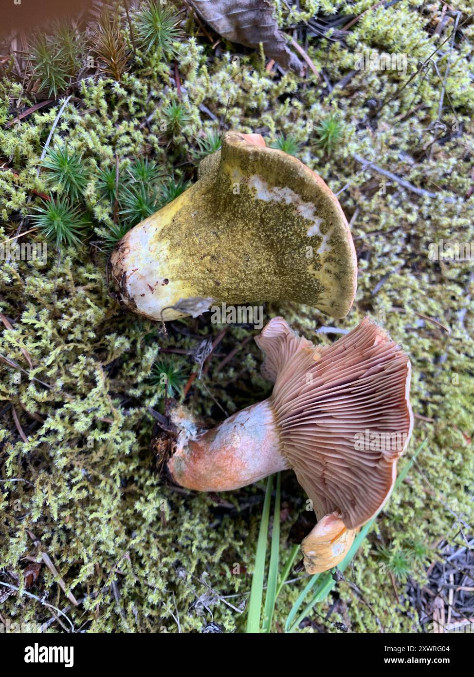 Hypomyces hi-res stock photography and images - Alamy