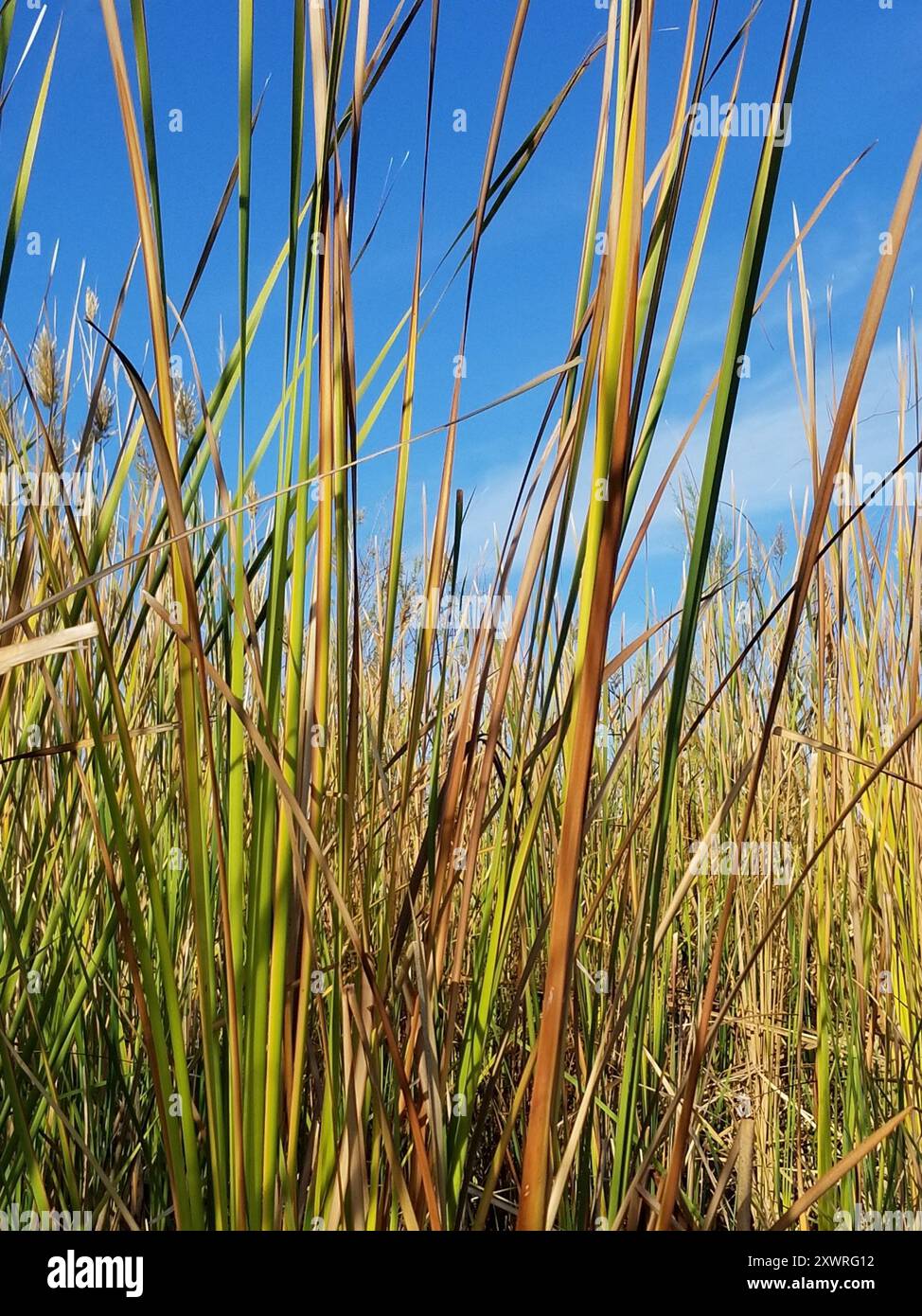 southern cattail (Typha domingensis) Plantae Stock Photo - Alamy