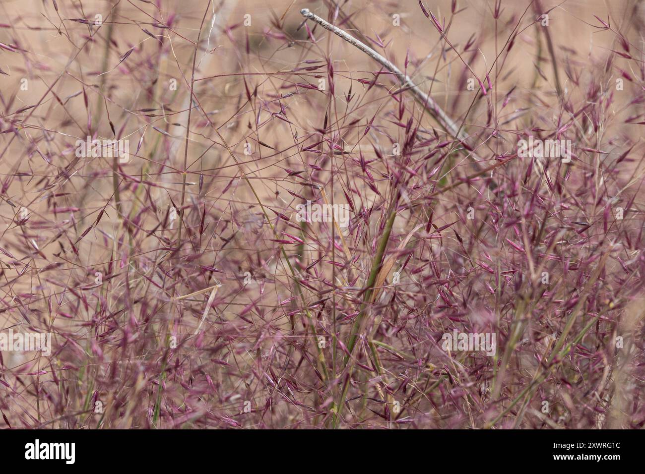 Bush Muhly (Muhlenbergia porteri) Plantae Stock Photo - Alamy