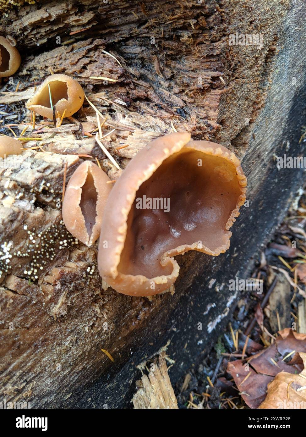 layered cup (Peziza varia) Fungi Stock Photo - Alamy