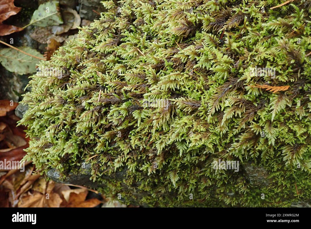 Cat's Tail Moss (Pseudisothecium stoloniferum) Plantae Stock Photo - Alamy