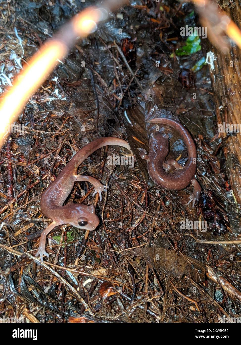 Ensatina (Ensatina eschscholtzii) Amphibia Stock Photo - Alamy