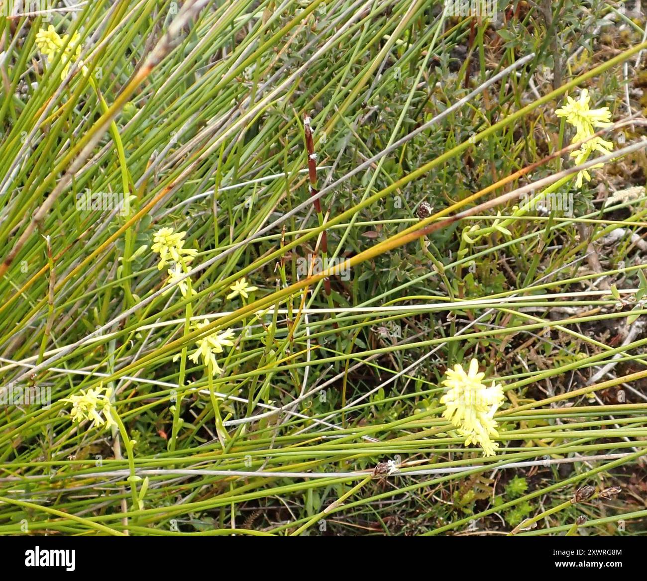 Yellow Stackhousia (Stackhousia viminea) Plantae Stock Photo - Alamy
